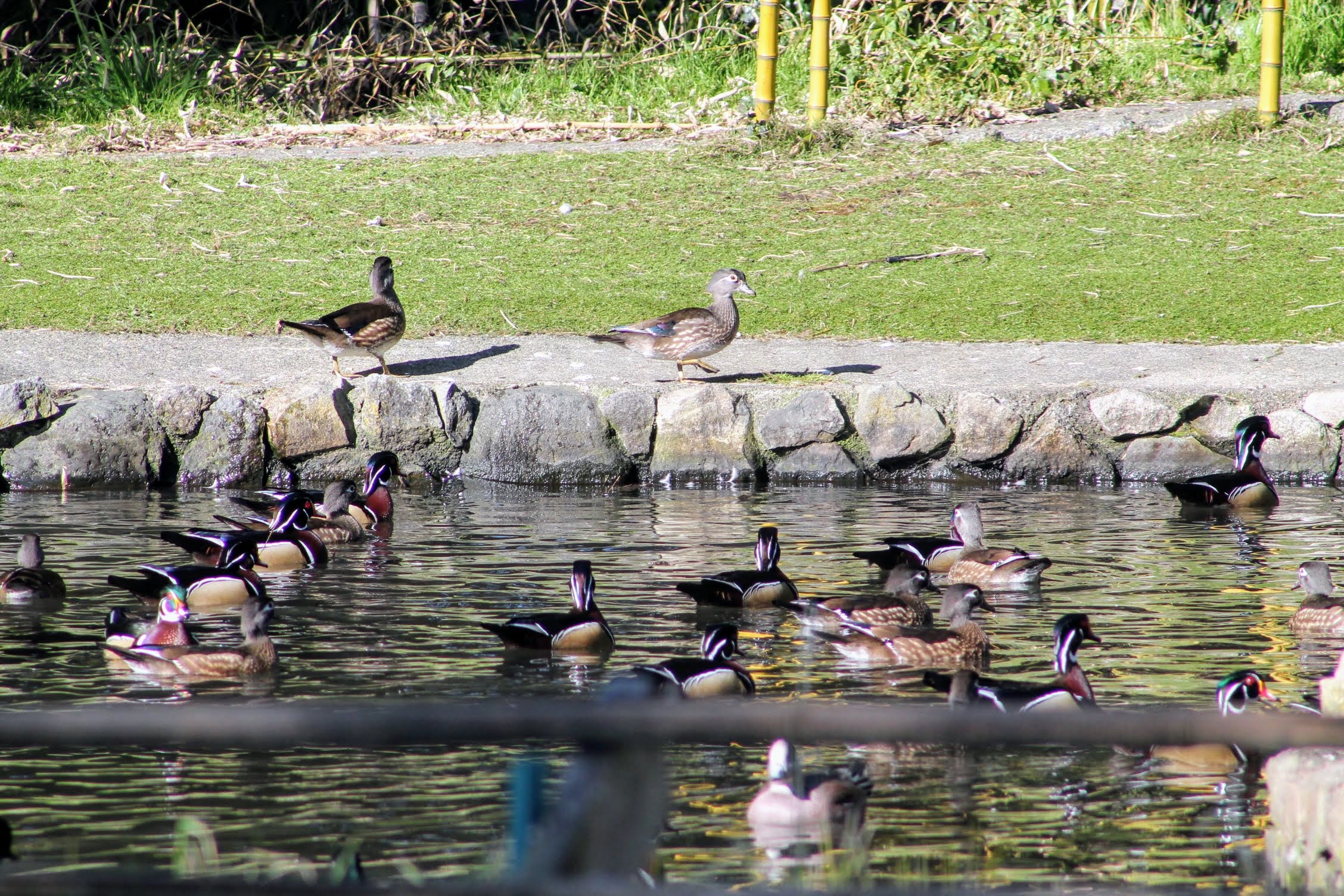 Hidden in urban Seattle a nearly 100 year old duck oasis lives on